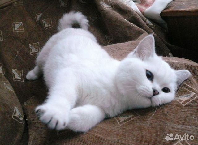 Кот шиншилла поинт