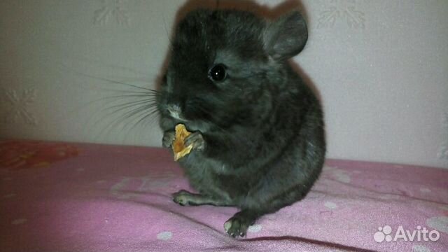 Продажа цветных шиншилл от заводчика