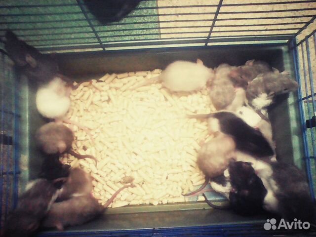 Крысята малыши