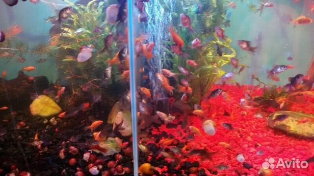 Золотые рыбки, кометы, кои