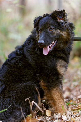 Руна ждёт вас