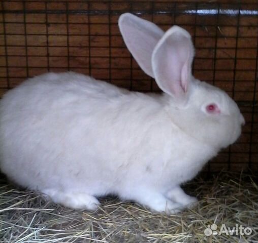 Белый великан