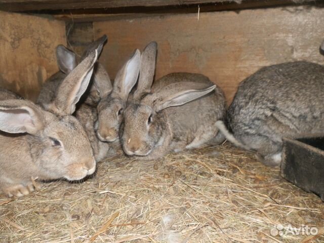 Кролики 8-10 месяцев