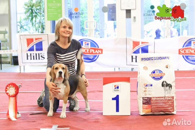 Кобель вязка