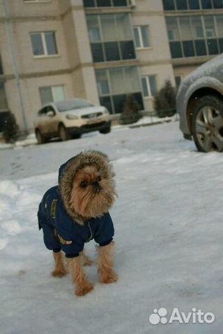 Мальчик ждет девочку на вязку