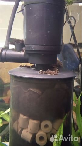 Аквариумная рыбка - анцитрус