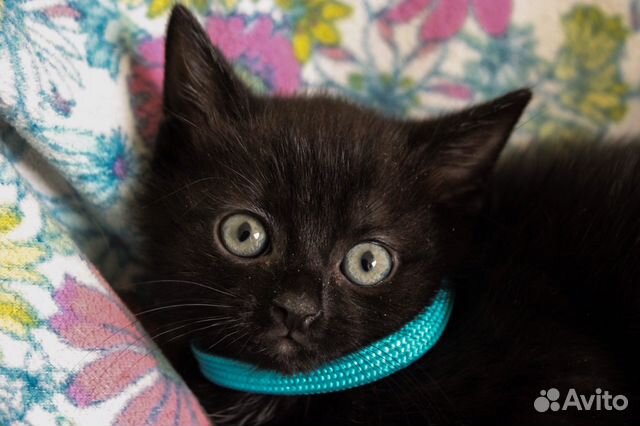 Девочка Ночка в добрые руки