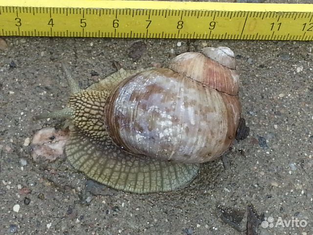 Улитка садовая красавица