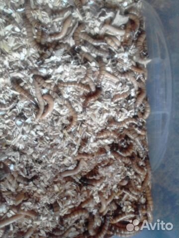 Зофобас и мучник