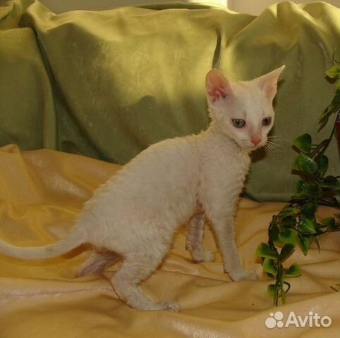 Белый короткошерстный