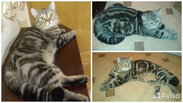 Вязка опыт, можно на котенка.Котята мраморята