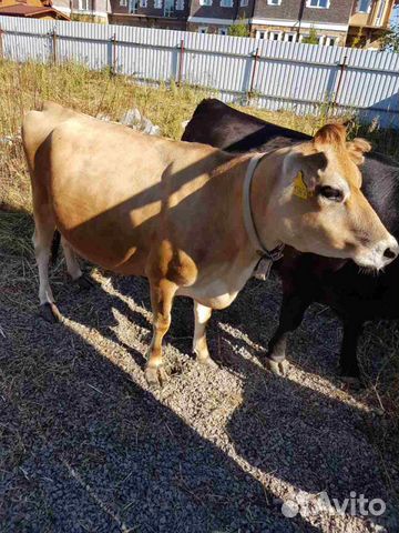 Джерсийская корова