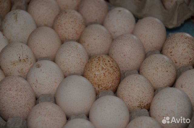 Инкубационное яйцо индейки, индюшата