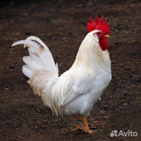 Леггорн мини