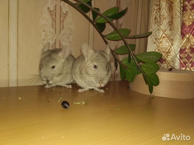 Шиншиллы девочки