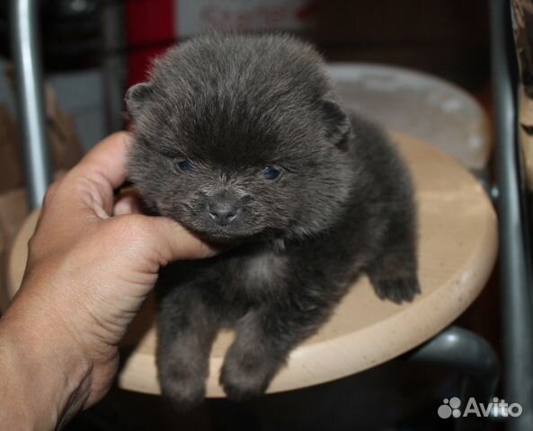 Шпиц померанский голубой -редкий окрас