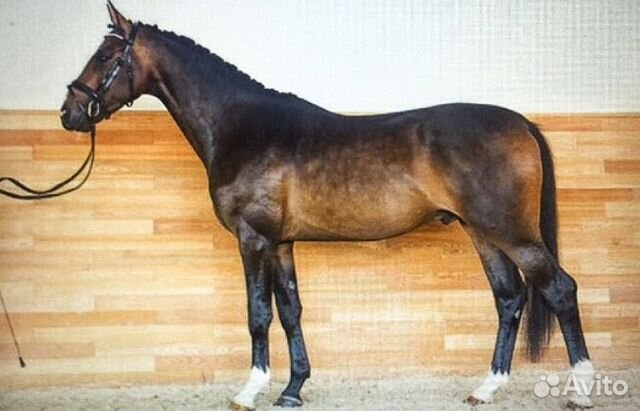 Продаётся перспективный жеребец в конкур