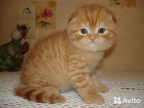 Сладкий маленький котёнок