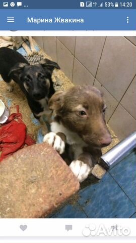 Малышка шоколадка в дар