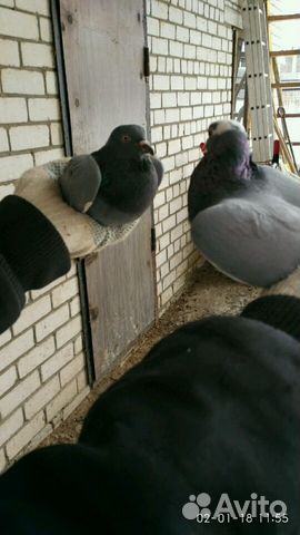 Английский типлер