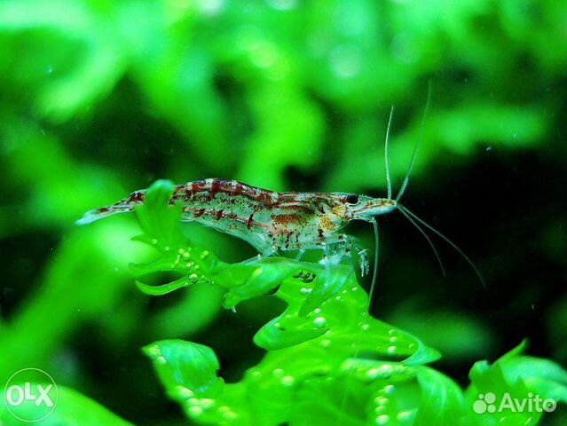 Креветки Neocaridina Heteropoda