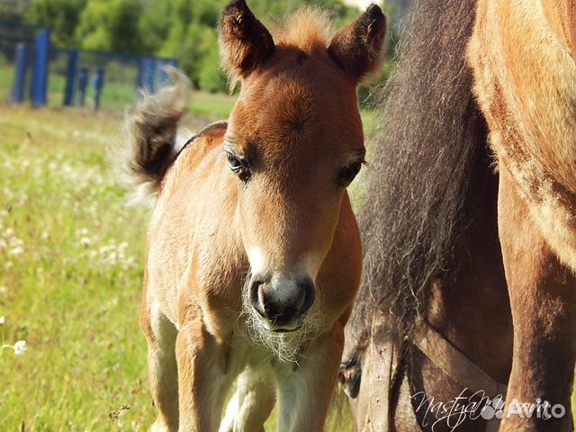 Пони на продажу