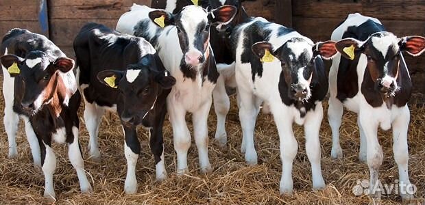 Телята бычки