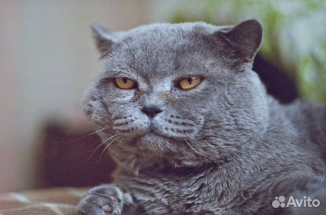 Шикарный британец с родословной приглашает кошку