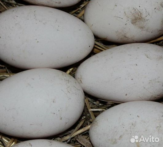 Яйцо инкубационное