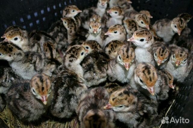 Индейка бронза Тихорецкая северокавказкая