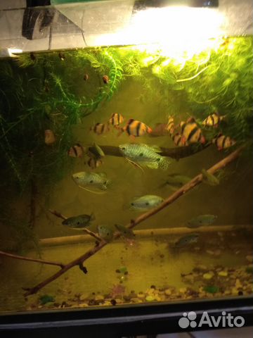 Гурами мраморные. Самцы