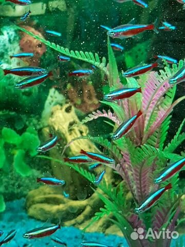 Аквариумная рыбка- красный неон