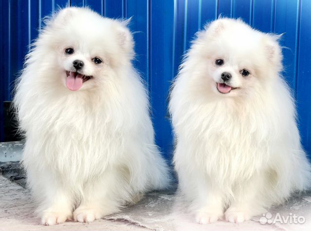 Чисто белый померанец