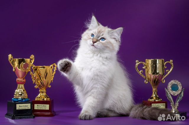 Невские маскарадный детки