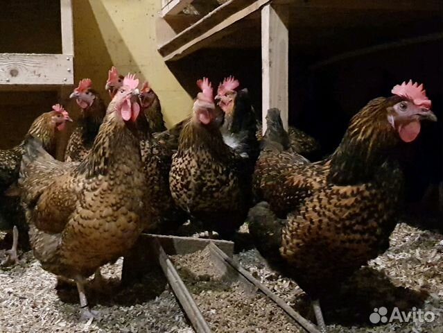 Кучинские юбилейные семьёй (4+1)