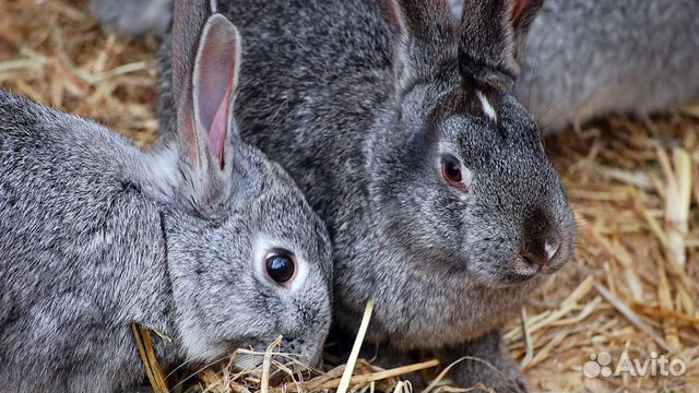 Продажа крольчат
