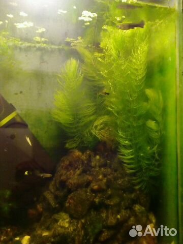 Роголистник отдам