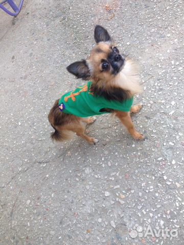 Вязка чихуахуа мини