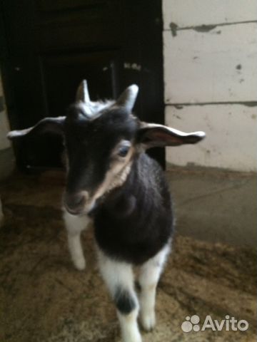 Продам альпийско-нубийскую козочку