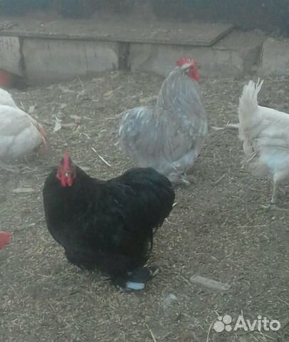 Кохинхин карликовый