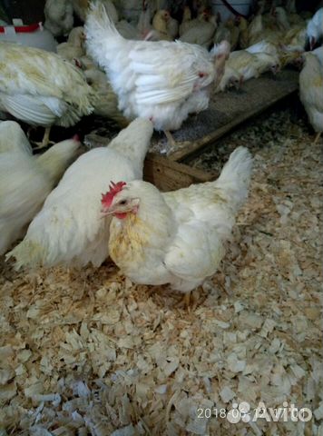 Куры несушки 12 мес "Браун-Ник"