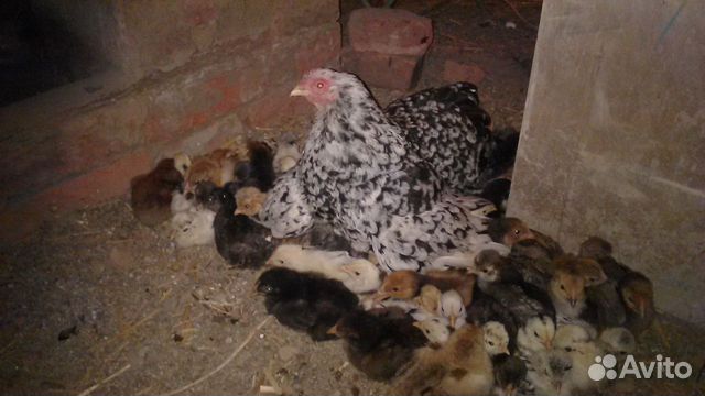 Кохинхины и падуаны мрамор маленькие декоративные