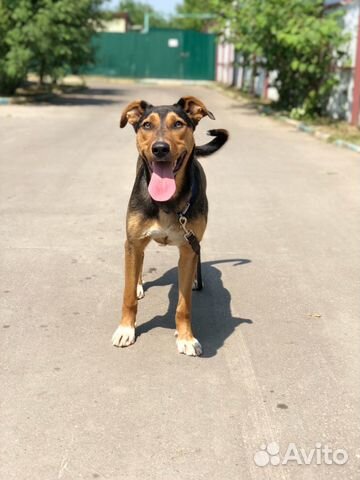 Красавица Элли в добрые руки