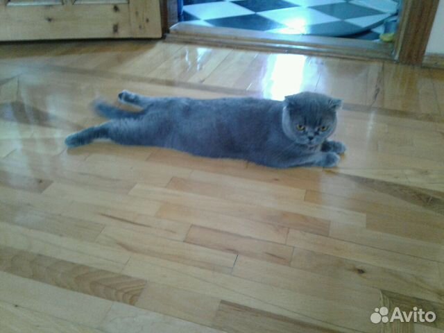 Шотландская кошка вязка с котом