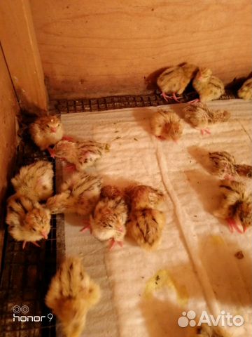 Продам суточных цыплят перепелов