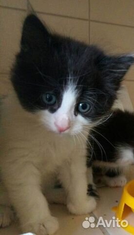 Малыши котятки, возраст 1.5 месяца