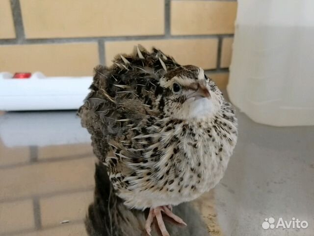 Перепела эстонские самки