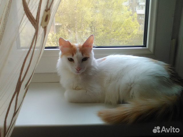 Рыже-белая домашняя кошечка