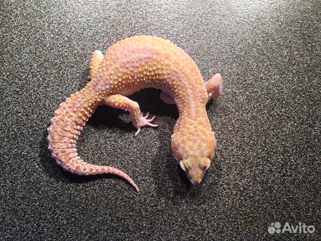 Эублефар самка