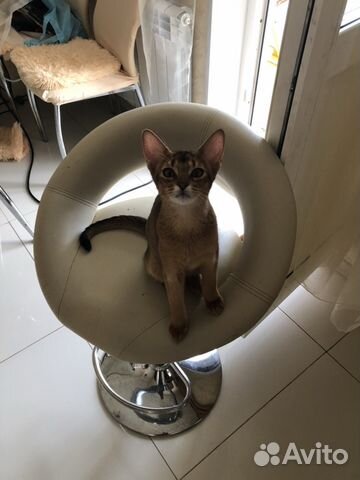 Абиссинская Принцесса